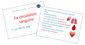 La circulation sanguine - Chez Monsieur Paul