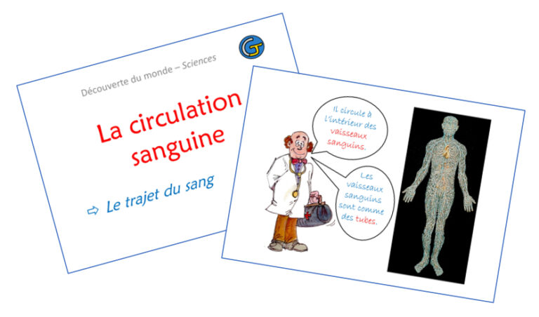 La circulation sanguine - Chez Monsieur Paul