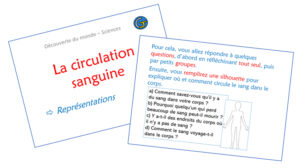 La circulation sanguine - Chez Monsieur Paul