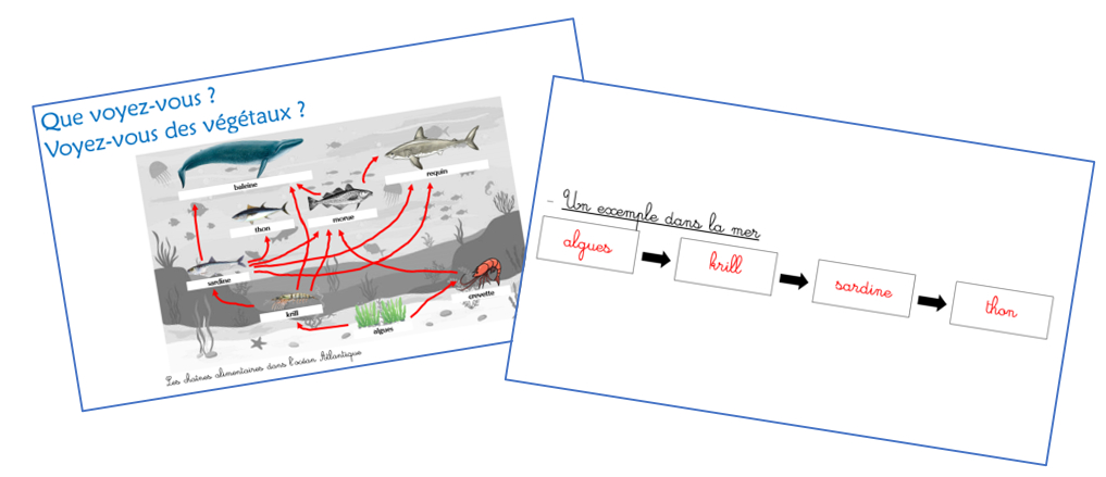 Les chaînes alimentaires (CE1) - Chez Monsieur Paul