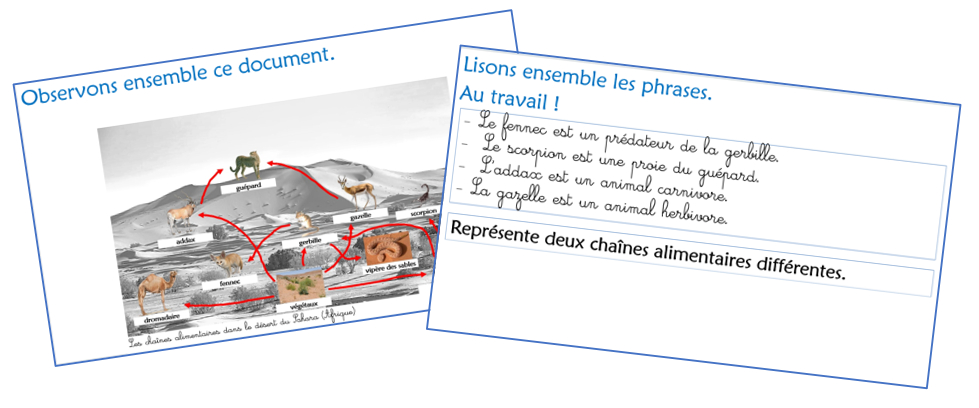 Les chaînes alimentaires (CE1) - Chez Monsieur Paul
